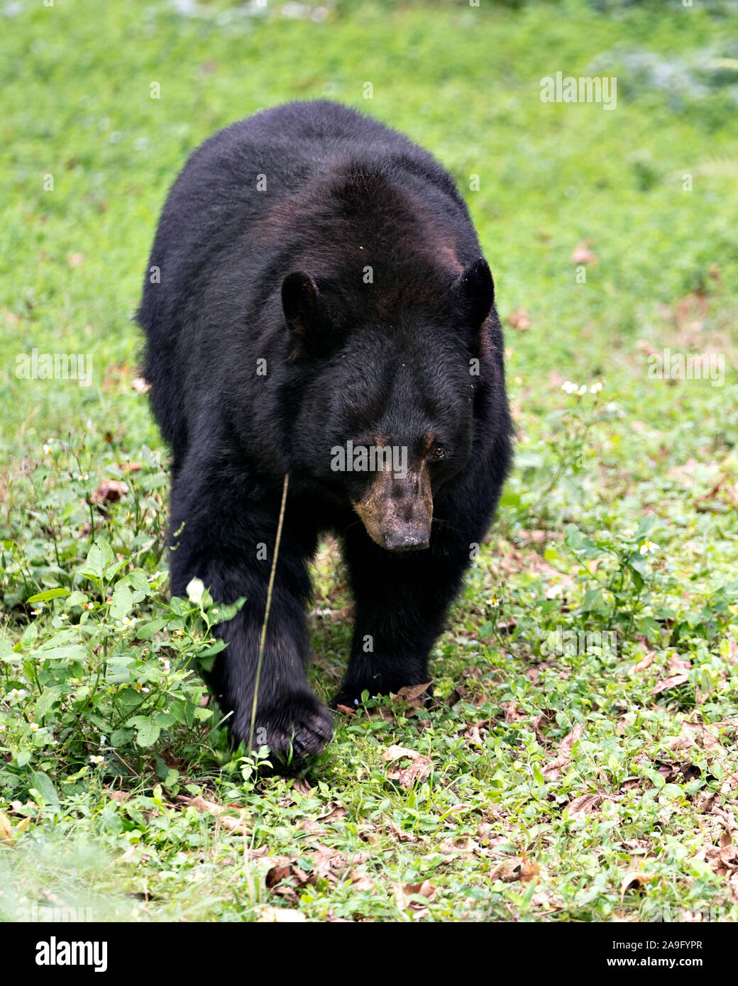 Black Bear Ears Costume