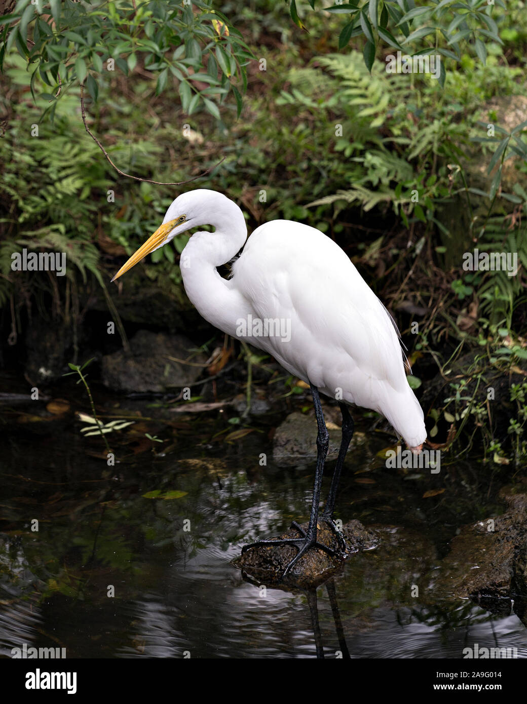 Great White Egret standing on a rock by the water exposing its body ...