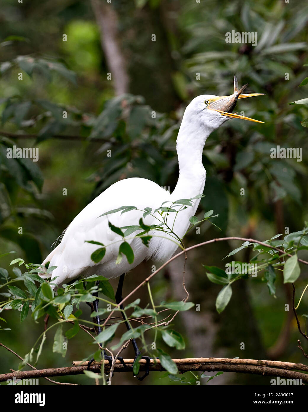White plumage on body hi-res stock photography and images - Alamy