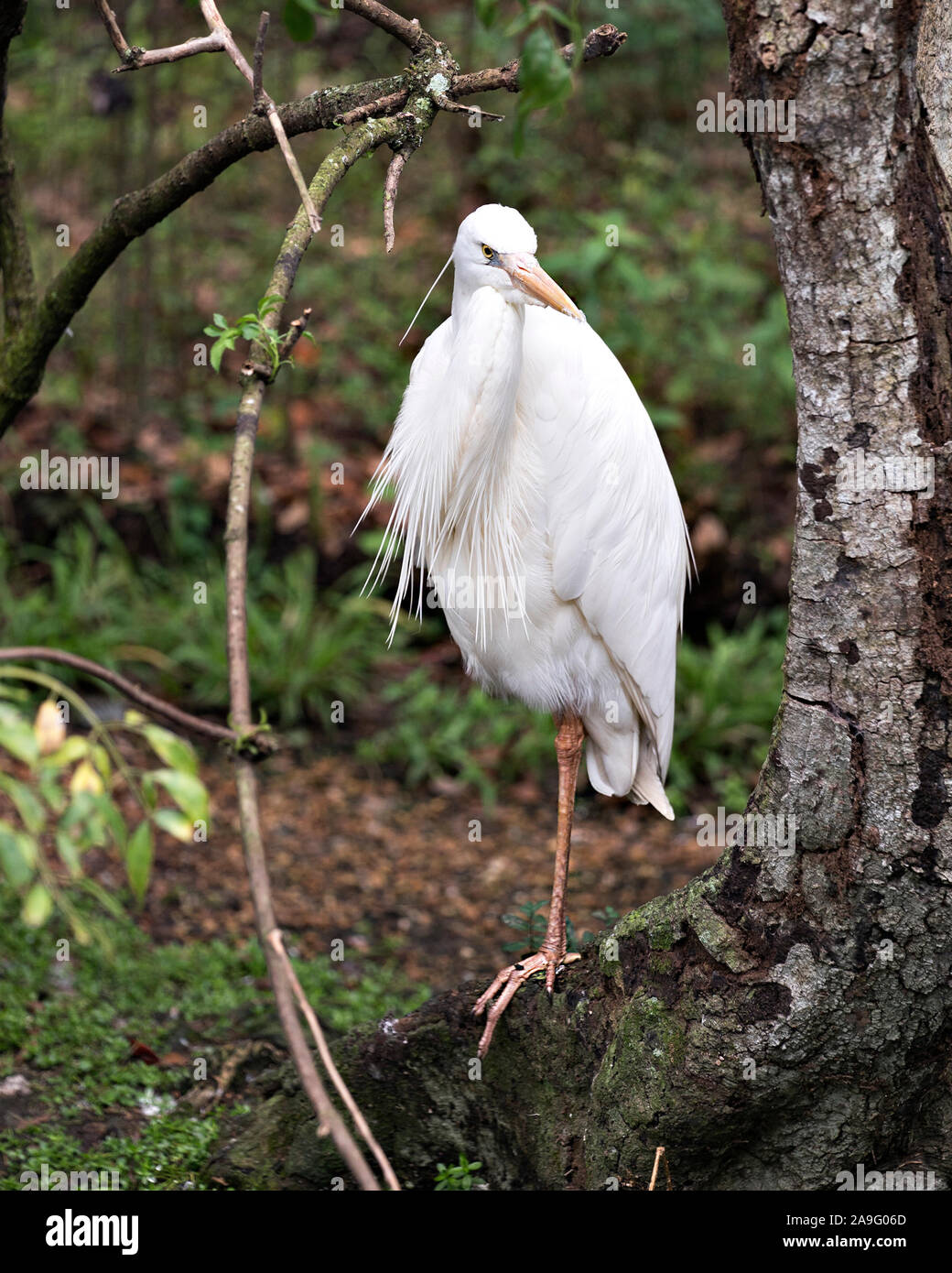 White Heron bird standing on one leg at the trunk of a tree exposing ...