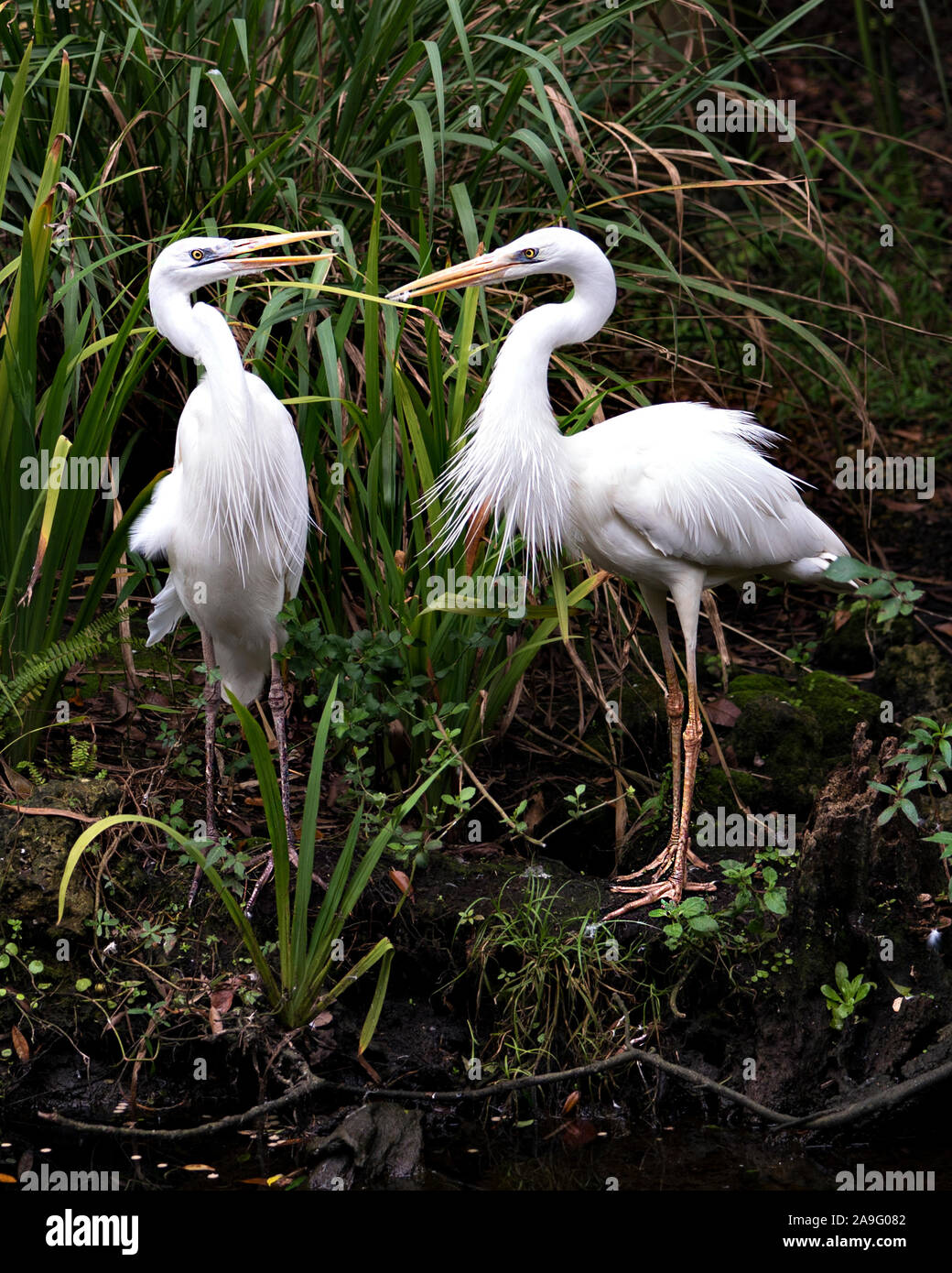 Bird in it s environment hi-res stock photography and images - Alamy