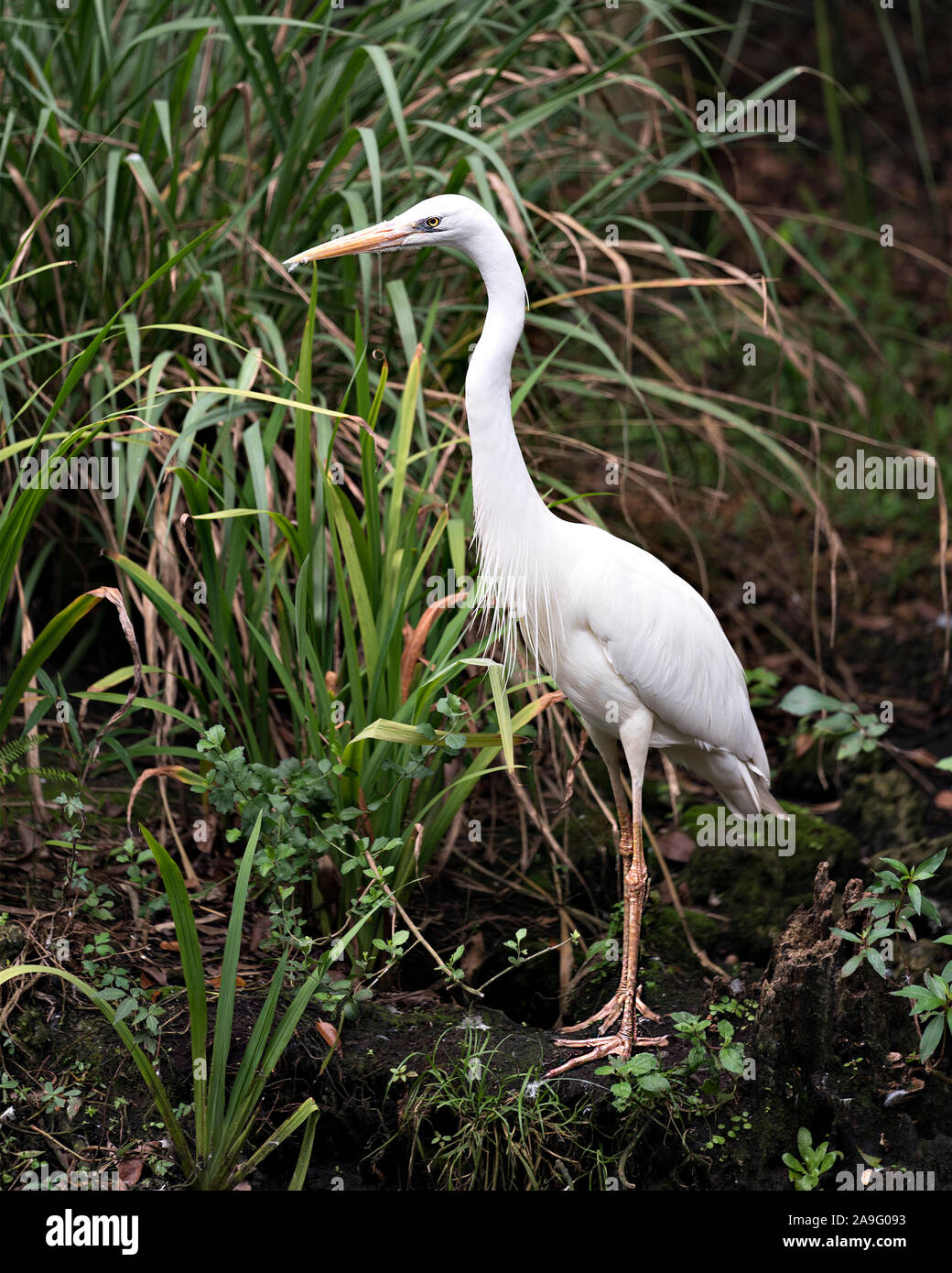 White Heron bird standing on branches and exposing its body, head, long ...