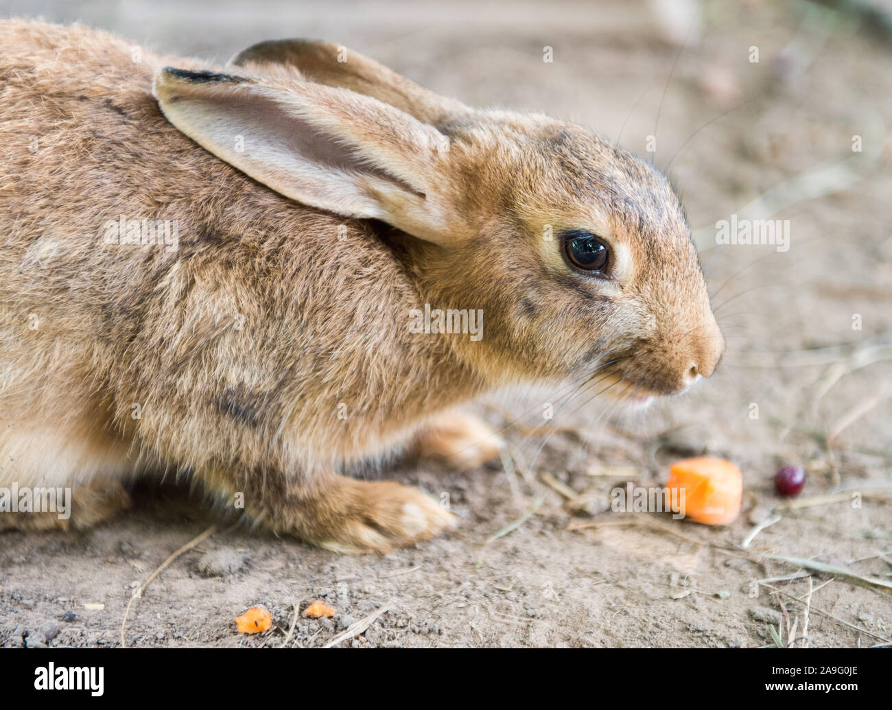 Rabbit eating carrot hi-res stock photography and images - Alamy