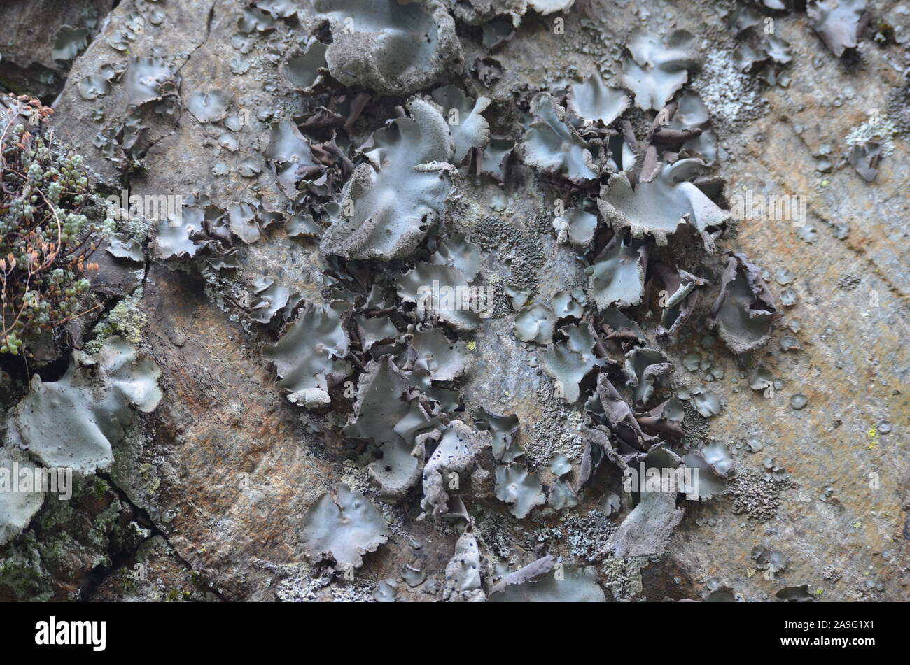 Filamentous lichen hi-res stock photography and images - Alamy