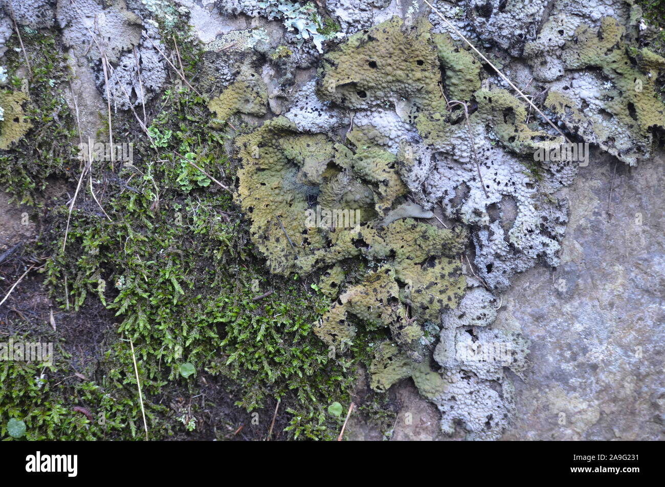 Crustose foliose fruticose lichens hi-res stock photography and images ...