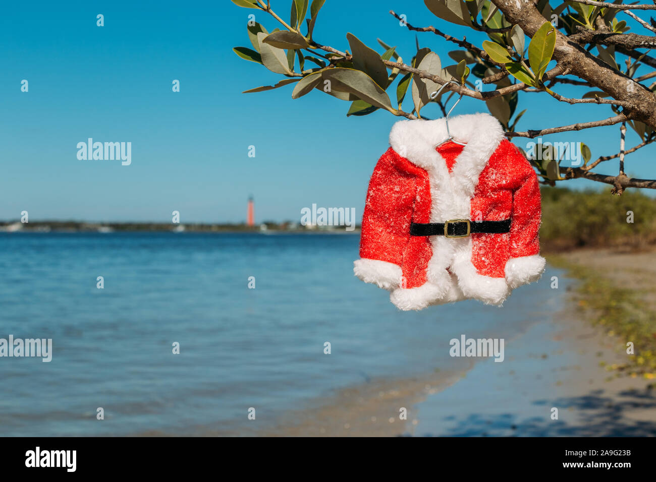 Christmas in Florida. Santa suit hangs on a mangrove in ponce inlet of ...