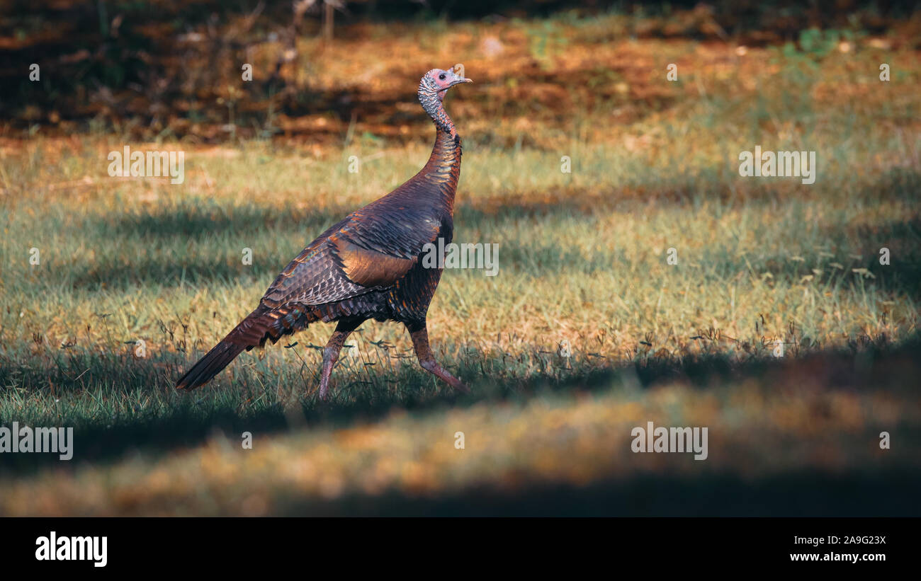 A female Florida wild turkey walks in the woods at Kelly Park in Apopka ...