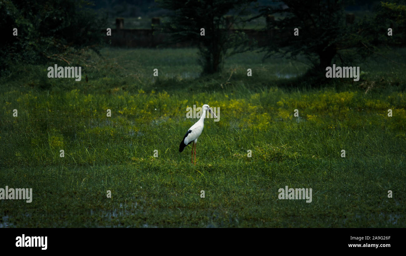 Bird photo frame hi-res stock photography and images - Alamy