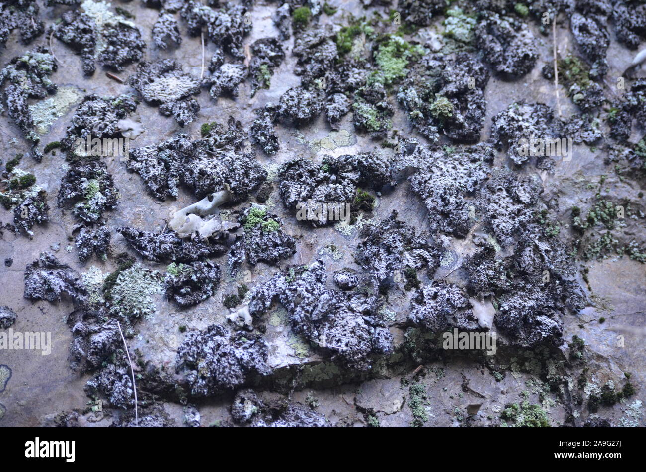 Lichens covering a cliff wall in the Sierra de la Demanda, La Rioja ...