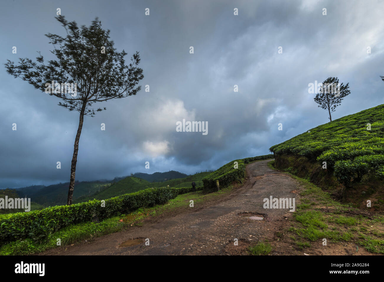 Tea Plantation at Munnar Hill Station in Kerala,India Stock Photo - Alamy