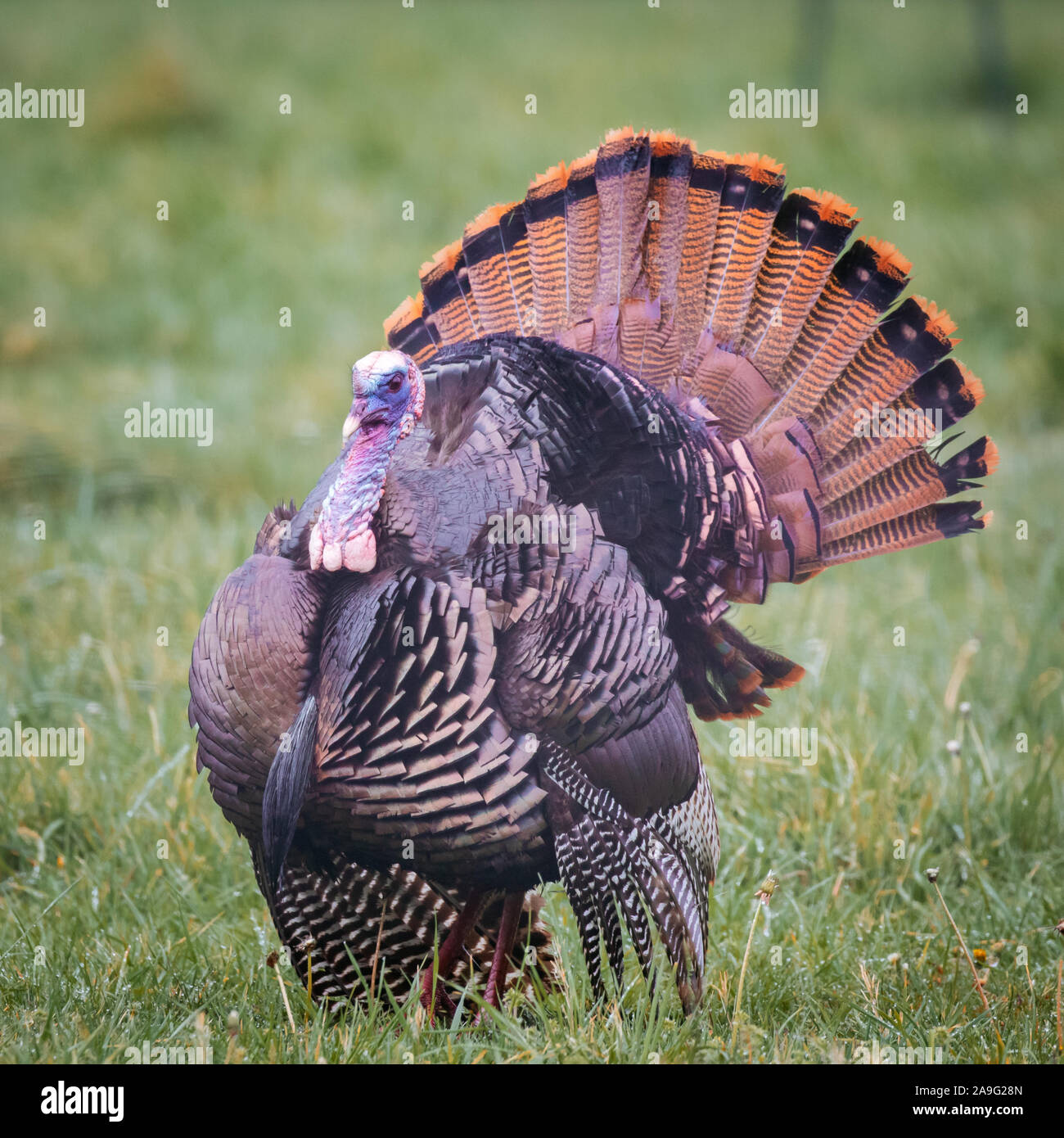 A male eastern wild turkey spreading his tail feathers on an overcast ... A male eastern wild turkey spreading his tail feathers on an overcast ...