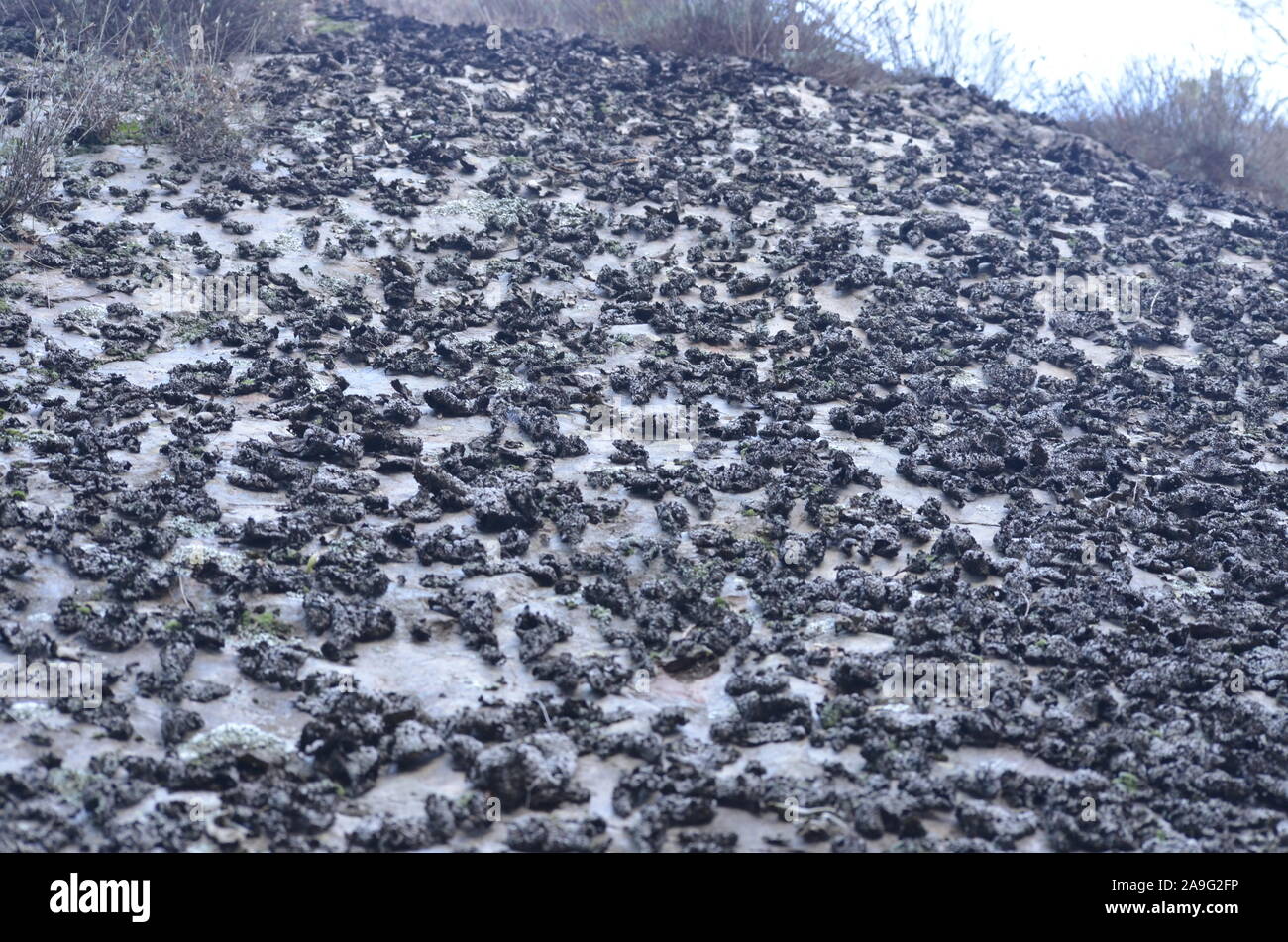 Lichens covering a cliff wall in the Sierra de la Demanda, La Rioja ...