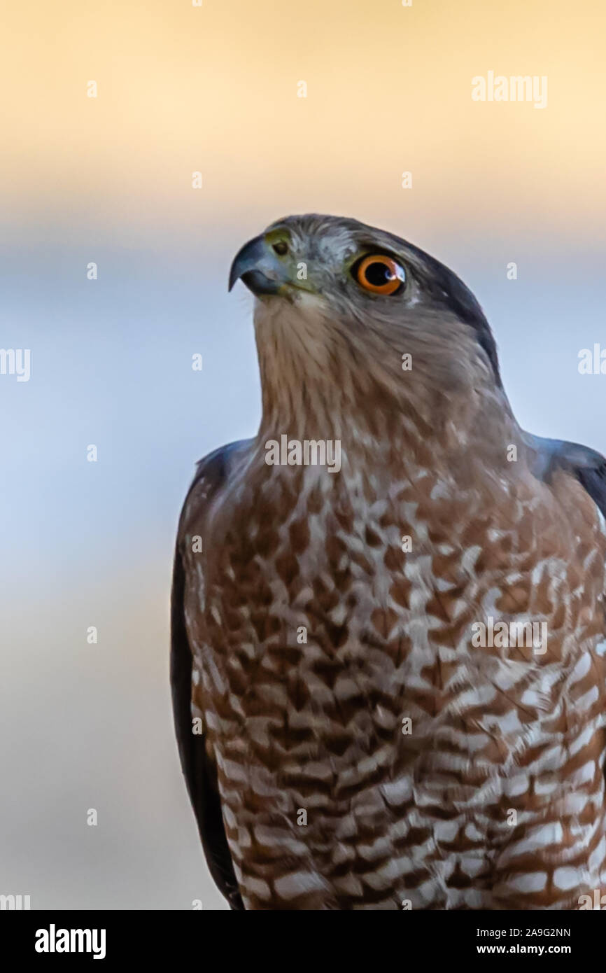 Cooper's Hawk up close Stock Photo - Alamy