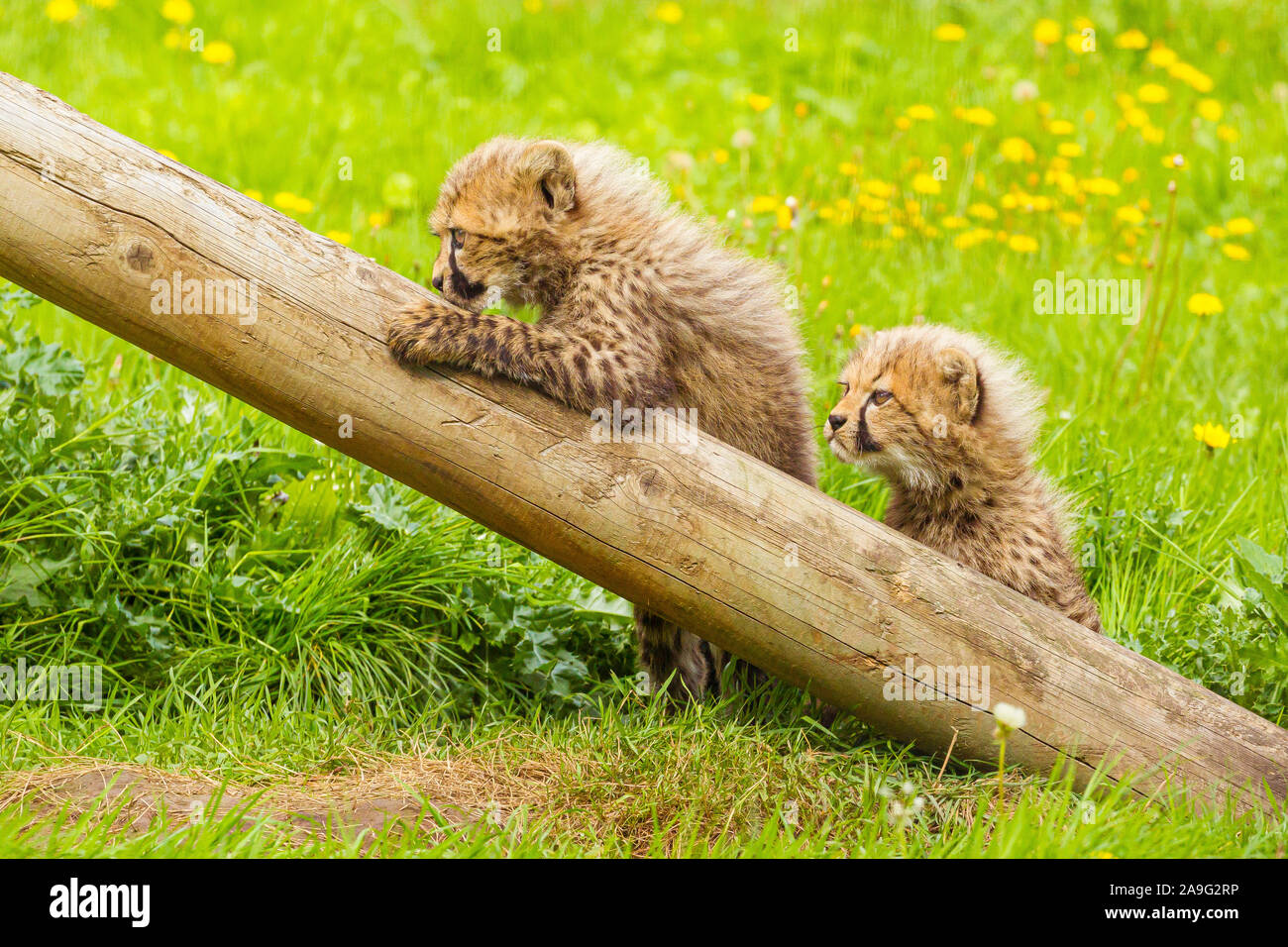 Cheetah sitting tree cubs hi-res stock photography and images - Alamy