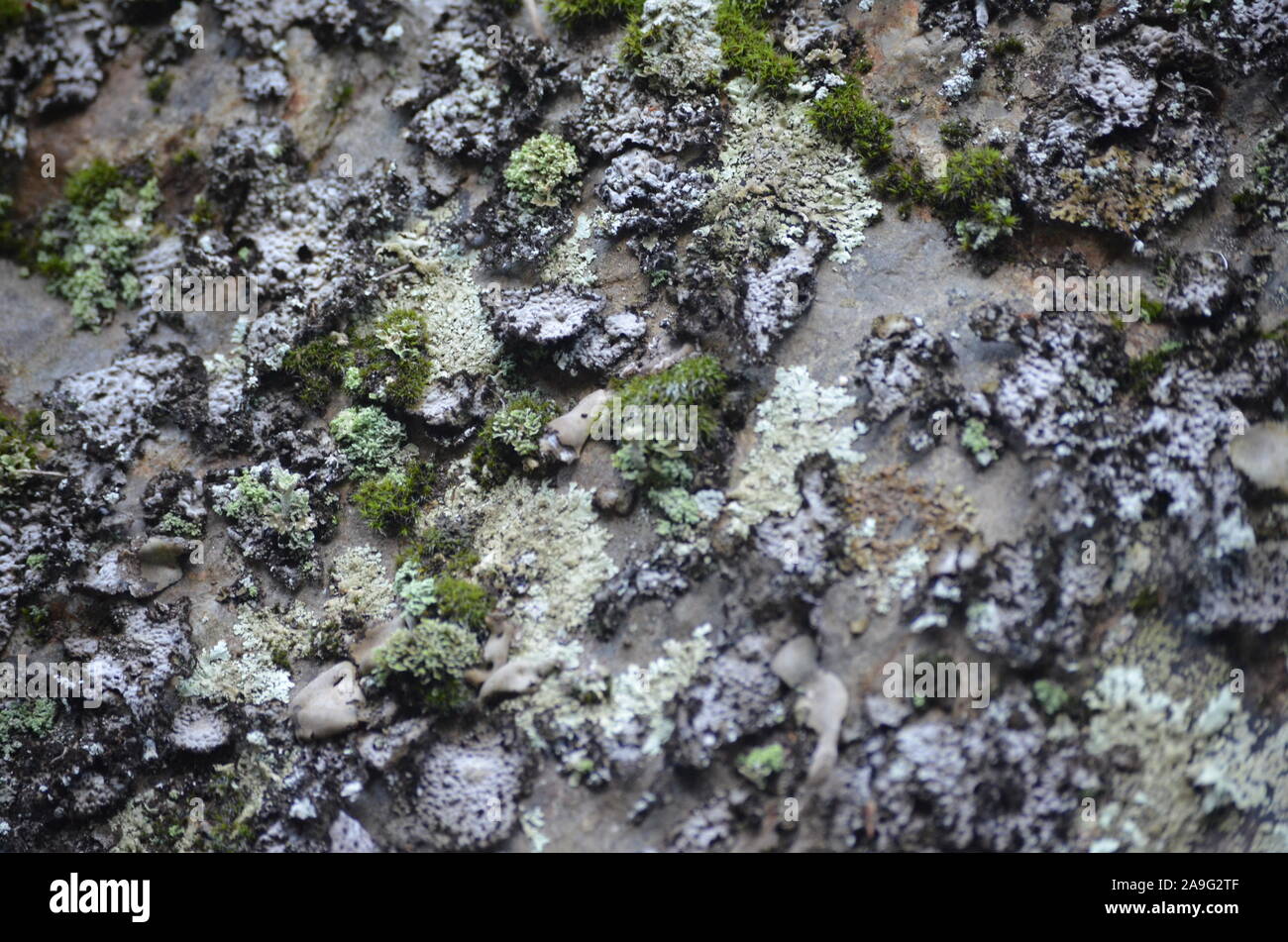 Crustose foliose fruticose lichens hi-res stock photography and images ...