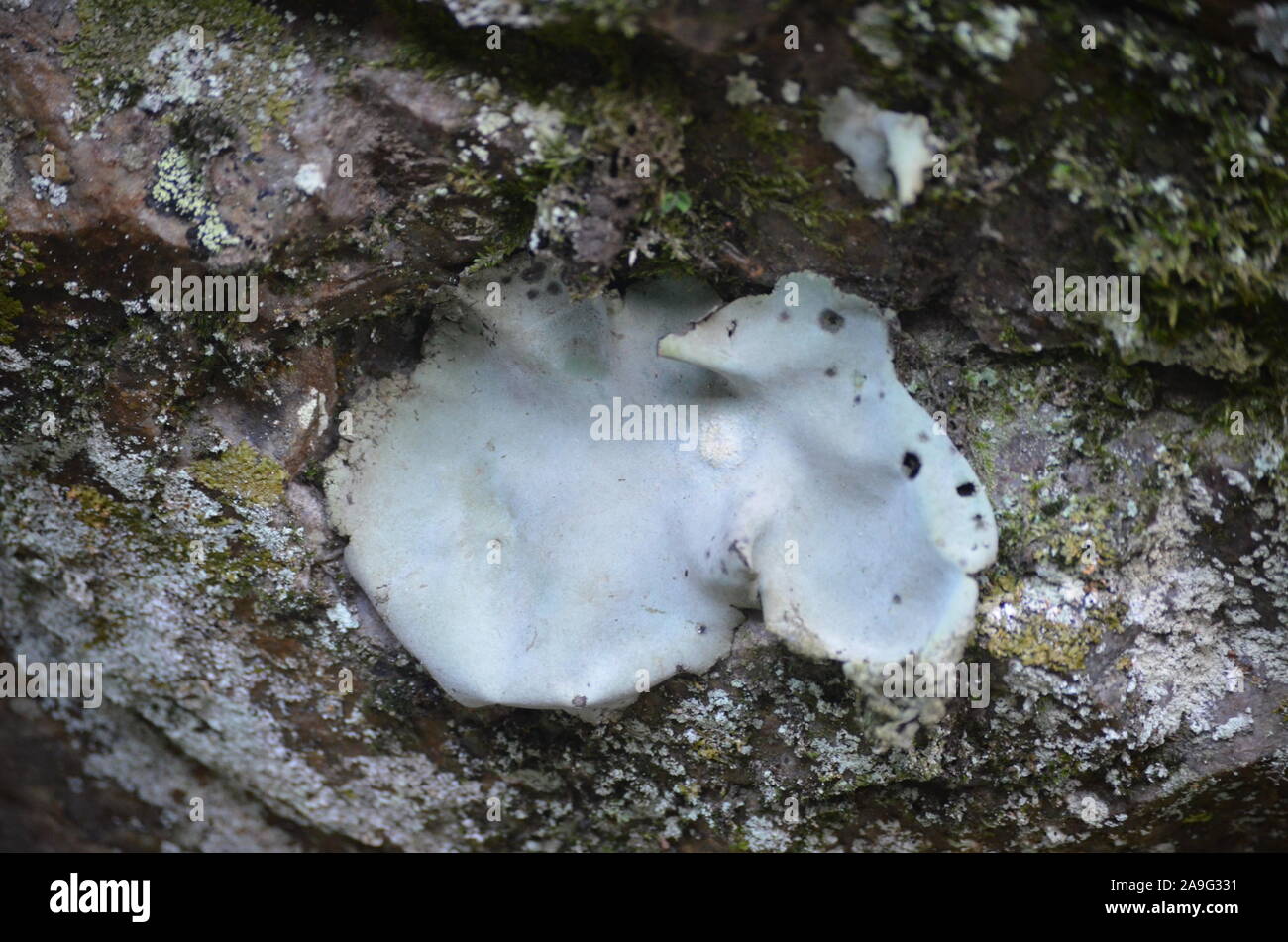 Lichen morphology hi-res stock photography and images - Alamy