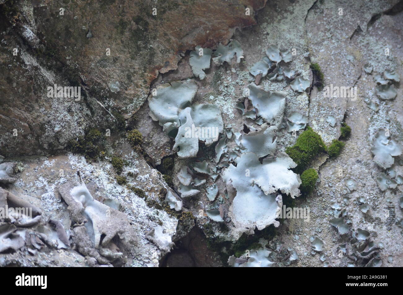 Crustose foliose fruticose lichens hi-res stock photography and images ...