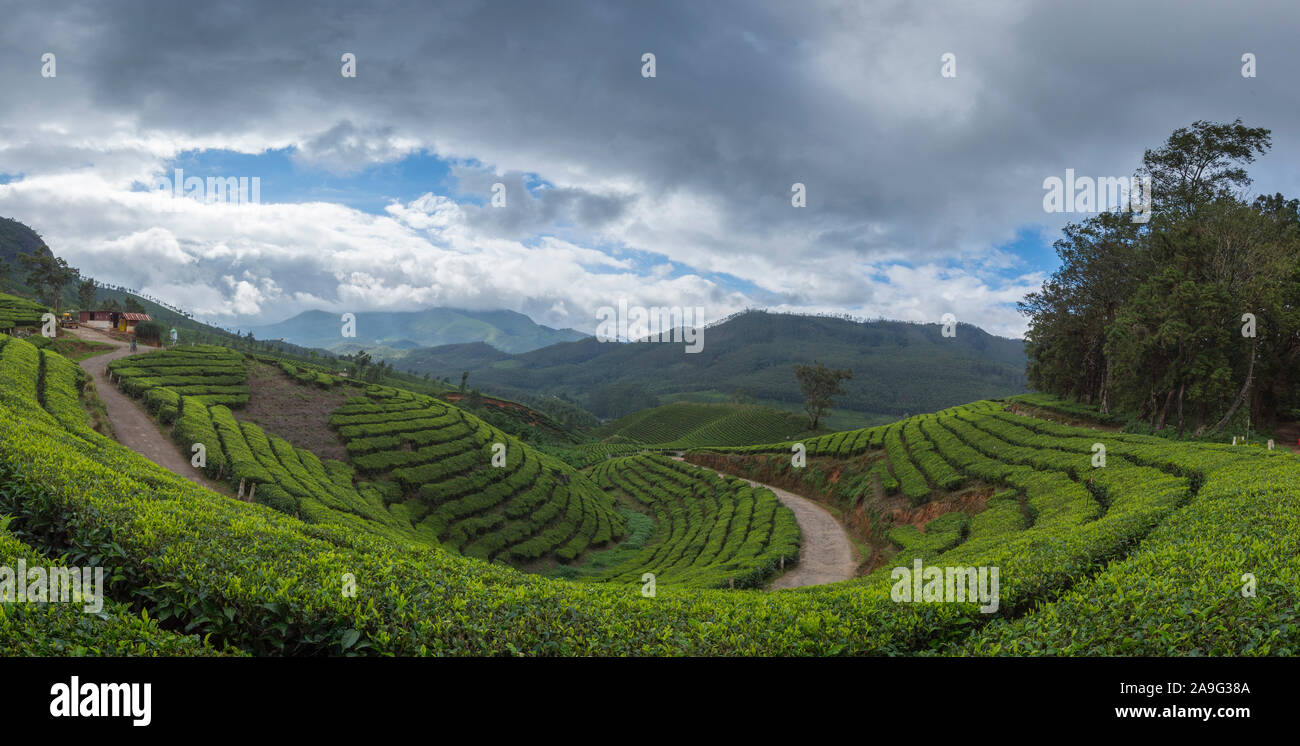 Panoramic Image of Tea Plantation at Munnar Hill Station in Kerala ...