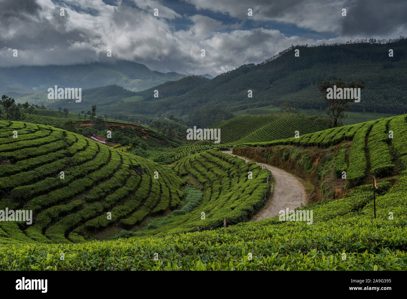 Tea Plantation at Munnar Hill Station in Kerala,India Stock Photo - Alamy