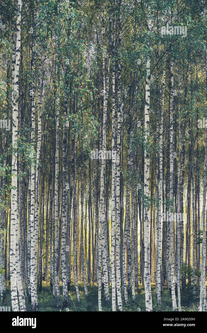 Birch grove in the autumn evening Stock Photo - Alamy