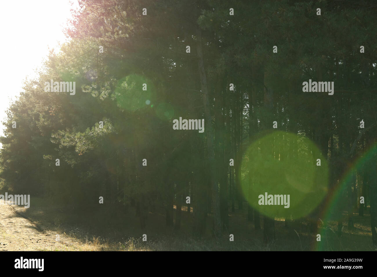 Green grass sand road forest hi-res stock photography and images - Alamy