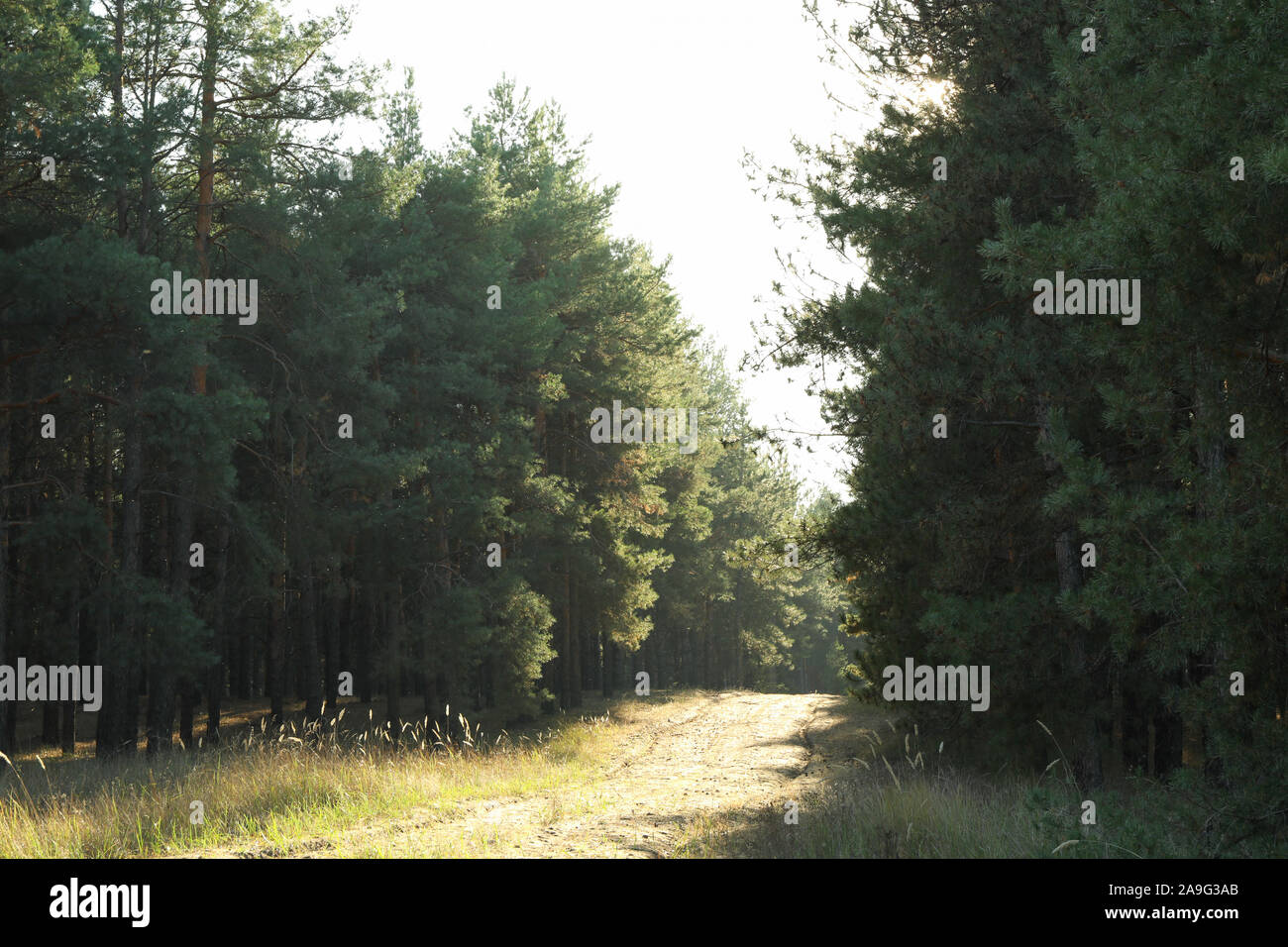 Sand road in pine forest. Beautiful sunny day Stock Photo - Alamy