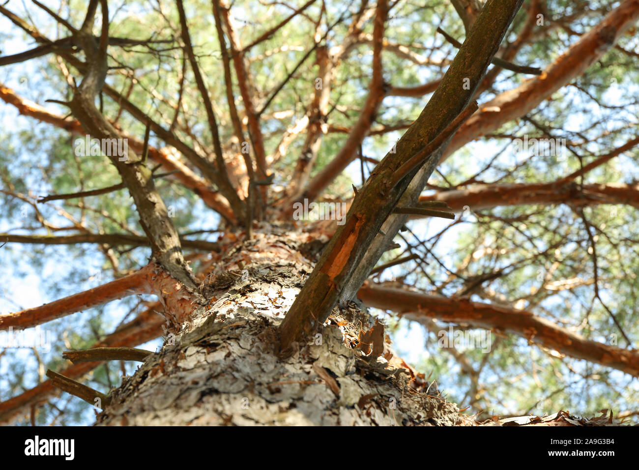 Dried pine needle hi-res stock photography and images - Alamy