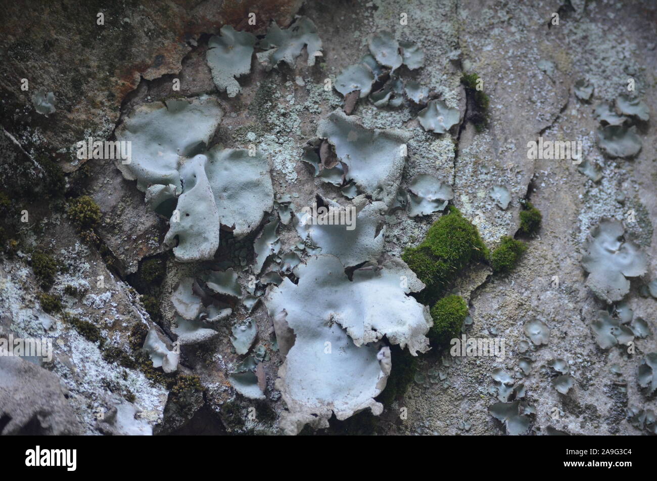 Crustose foliose fruticose lichens hi-res stock photography and images ...
