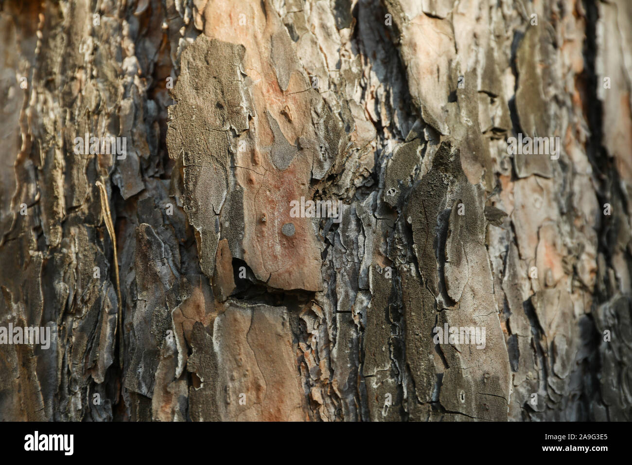 Pine tree bark texture, close up and space for text Stock Photo - Alamy