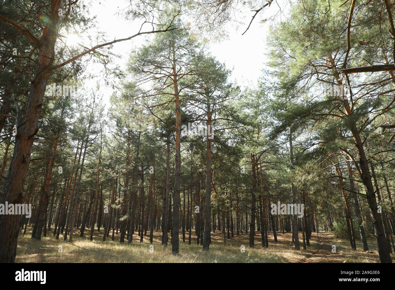 Tall pine trees in forest. Beautiful sunny day Stock Photo - Alamy