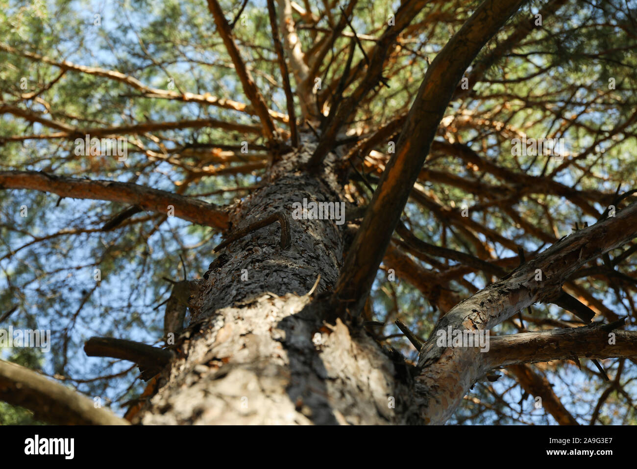 Pine with dried branches, close up and space for text Stock Photo - Alamy