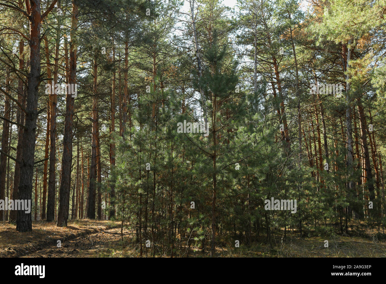 Tall and small pine trees in forest. Beautiful sunny day Stock Photo ...