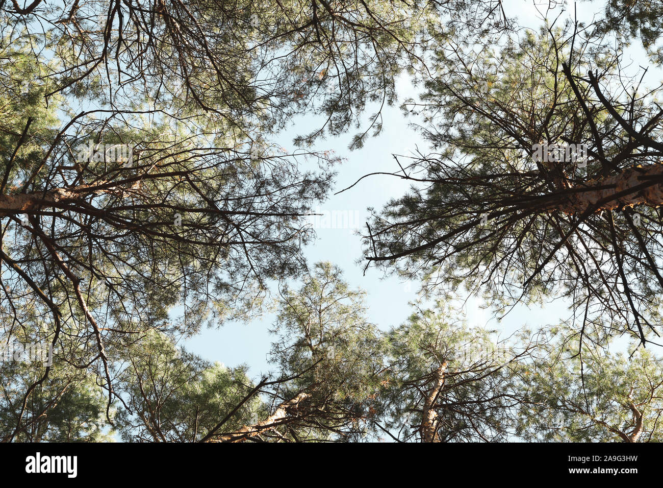Top of pine trees against blue sky. Active leisure Stock Photo - Alamy
