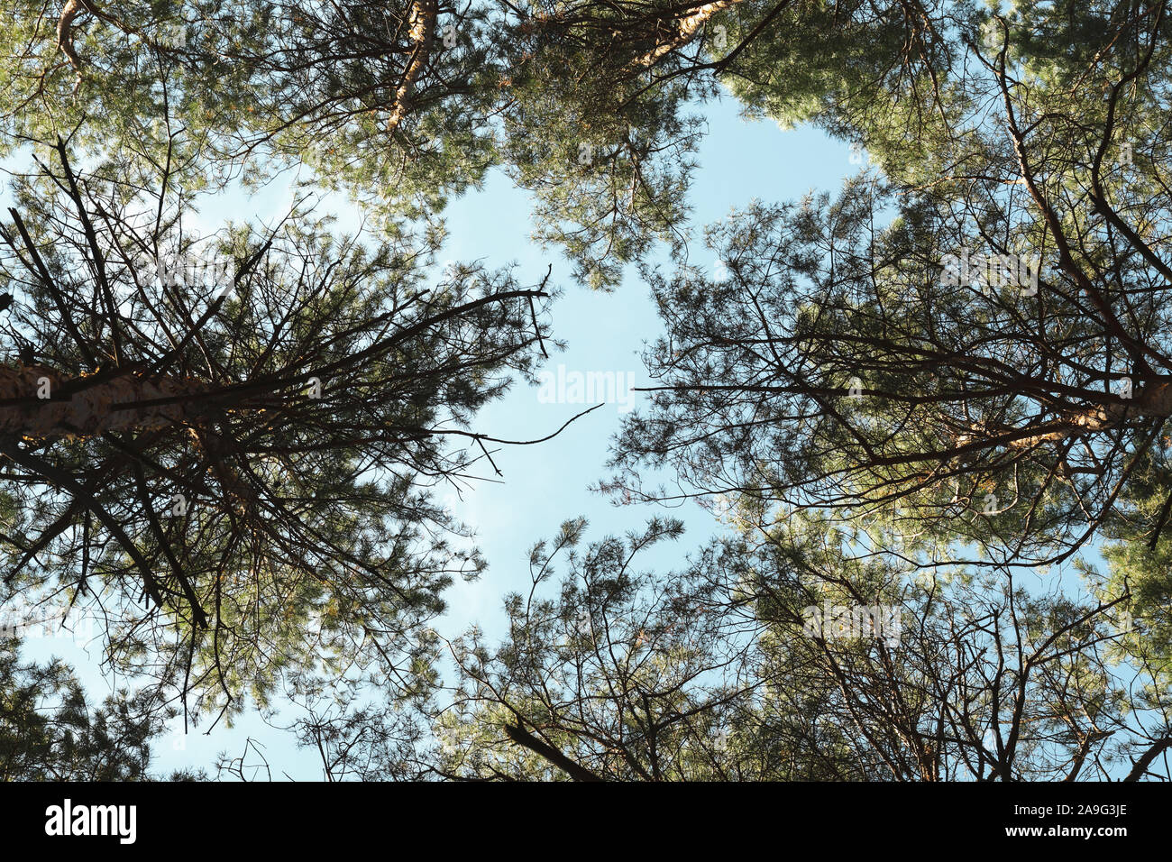 Top of pine trees against blue sky. Active leisure Stock Photo - Alamy