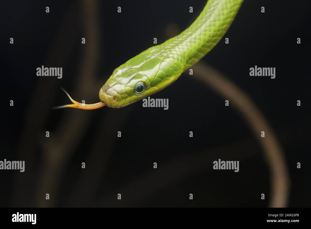 Gonyosoma prasinum, green trinket snake, green bush rat snake or green ...