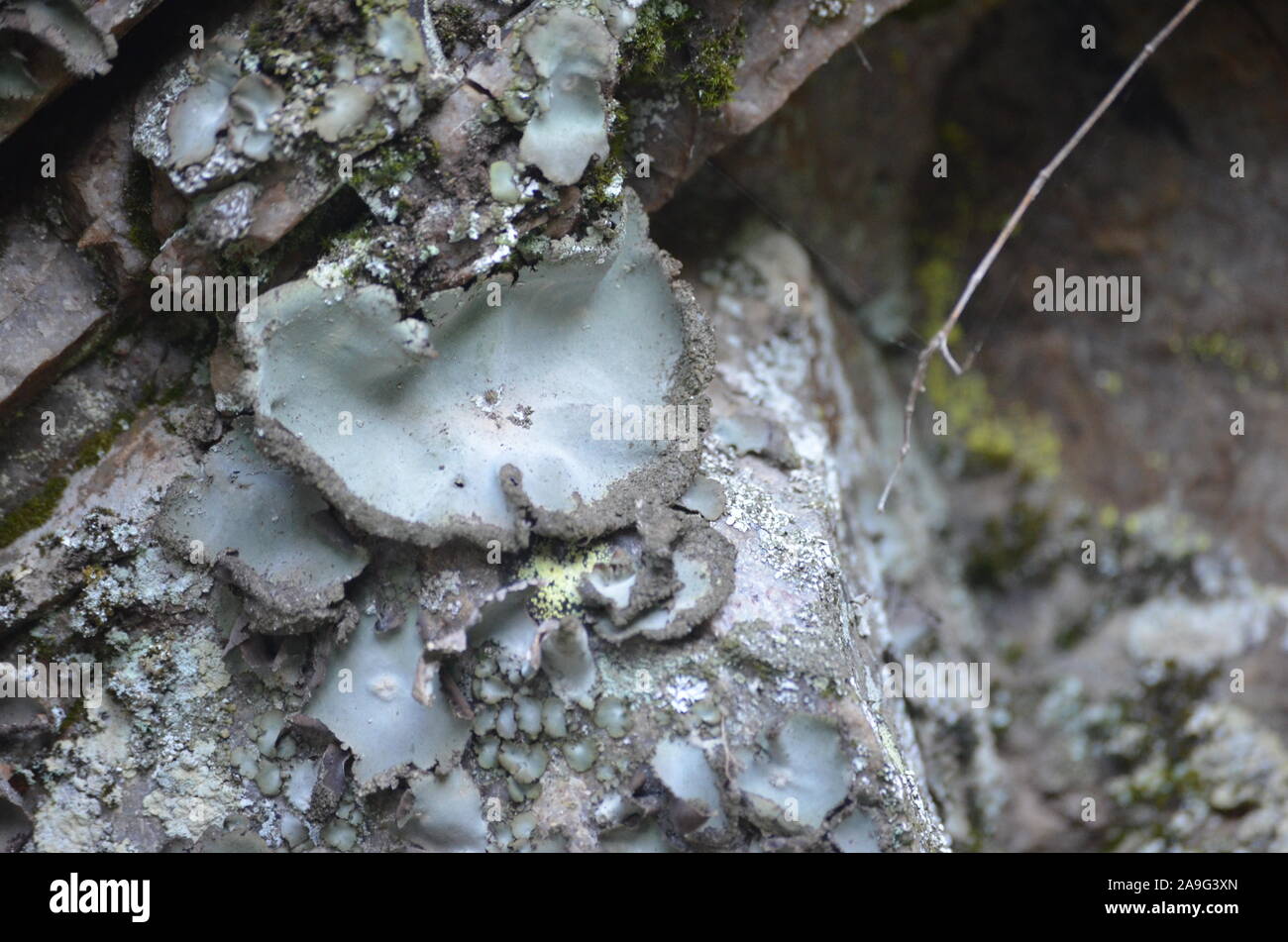 Filamentous lichen hi-res stock photography and images - Alamy