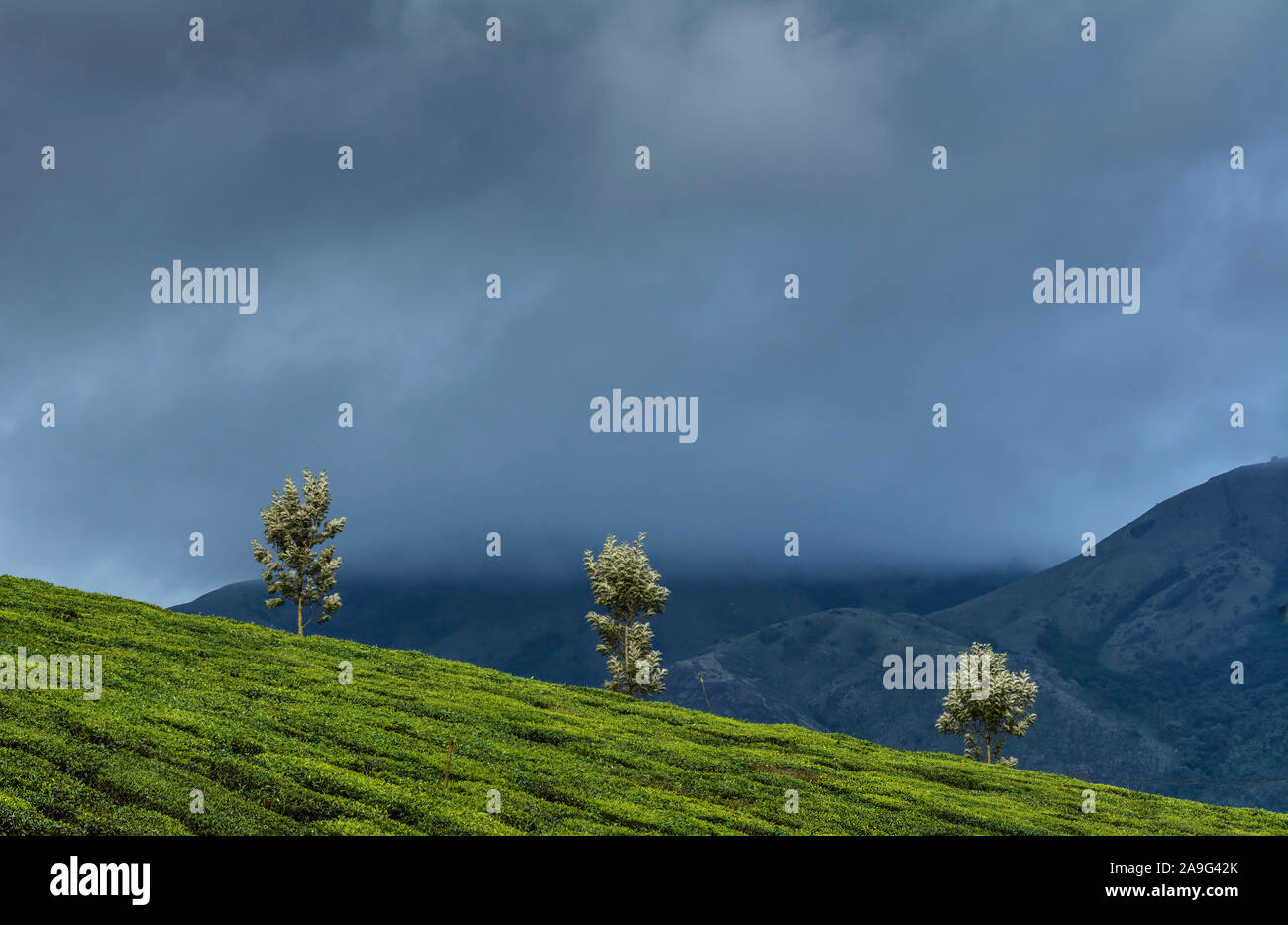 Tea Plantation at Munnar Hill Station in Kerala,India Stock Photo - Alamy