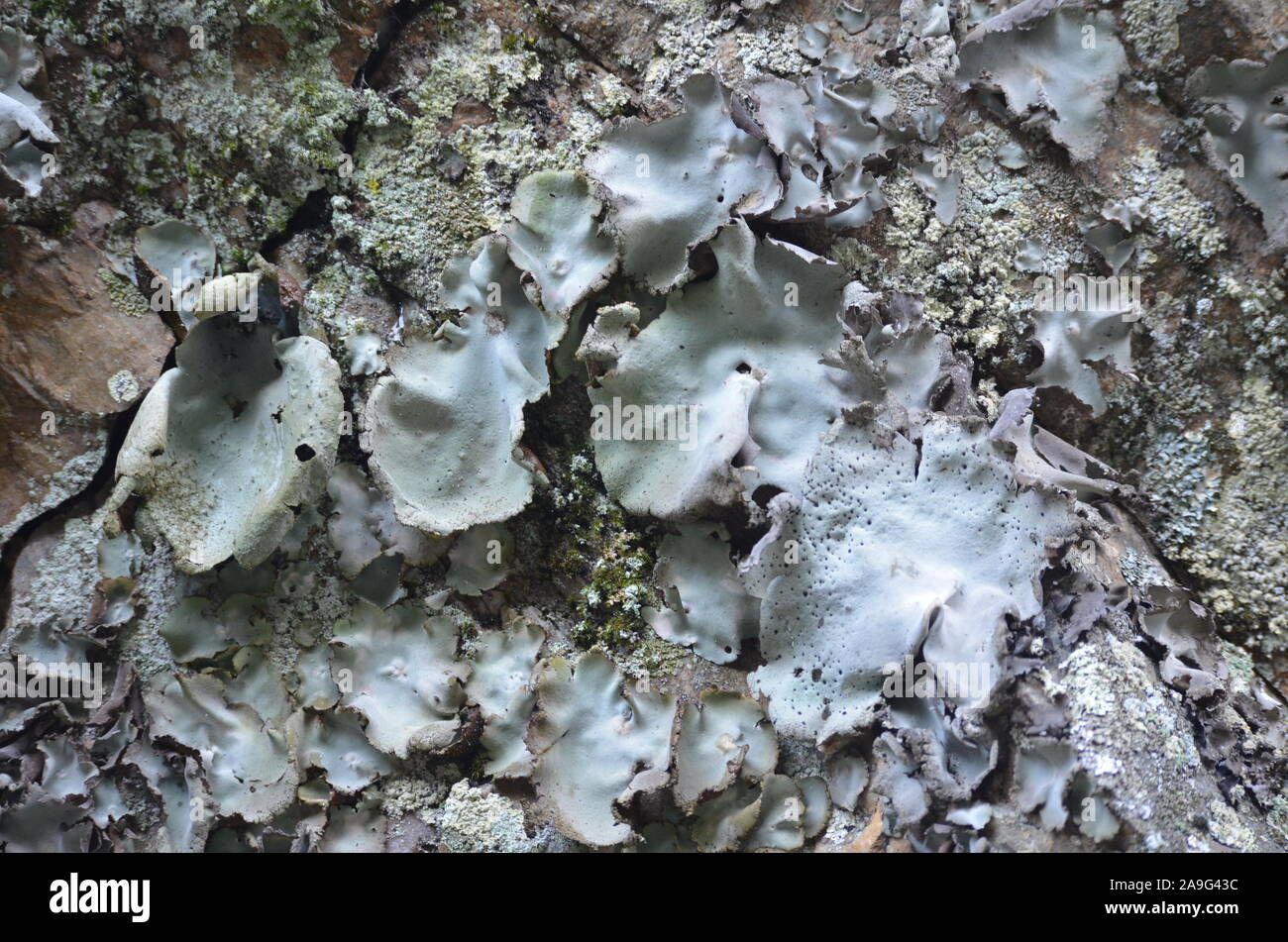 Filamentous lichen hi-res stock photography and images - Alamy