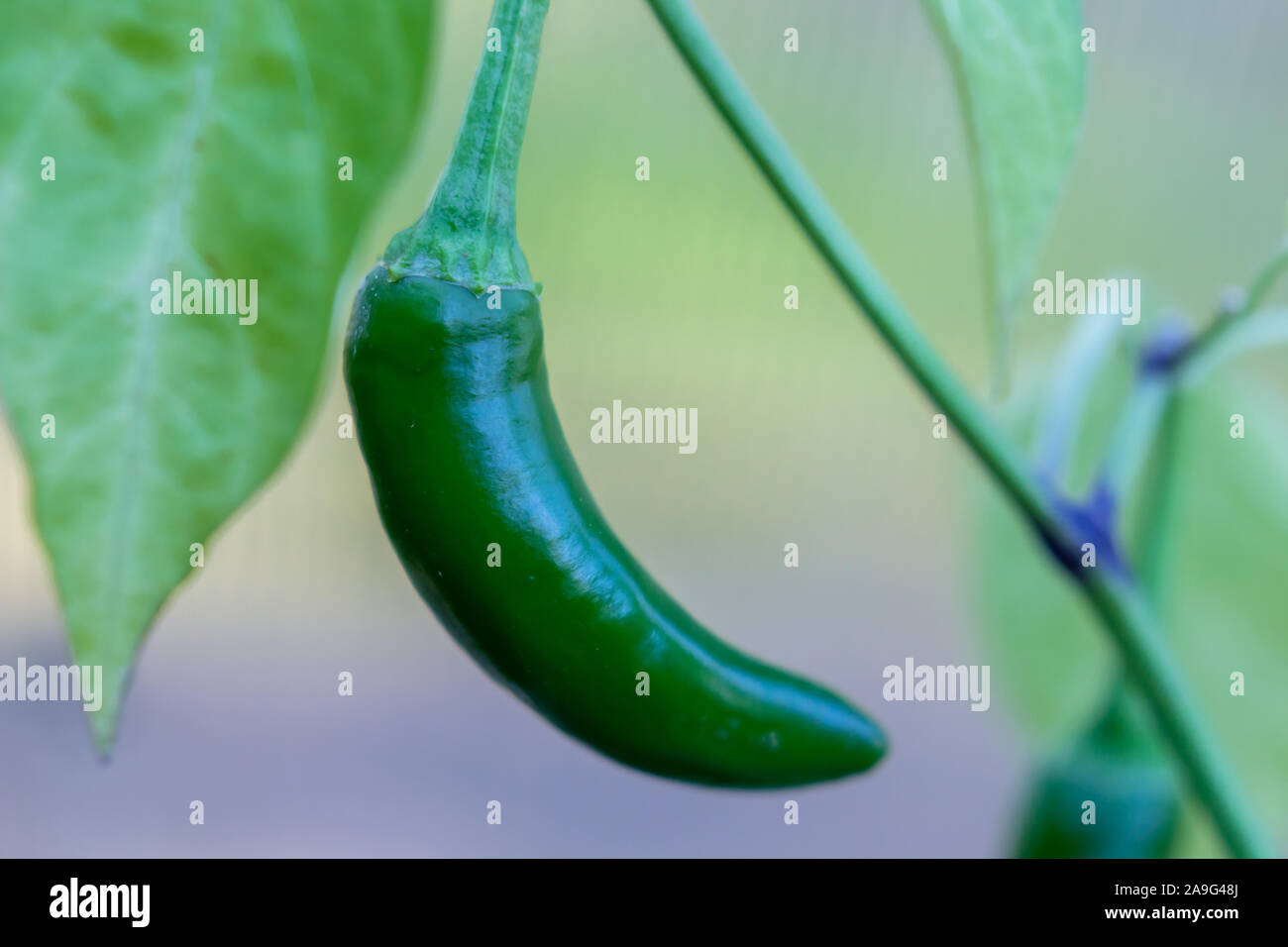 Green Pepper in shrub close up Fresh Vegetables Food Stock Photo - Alamy