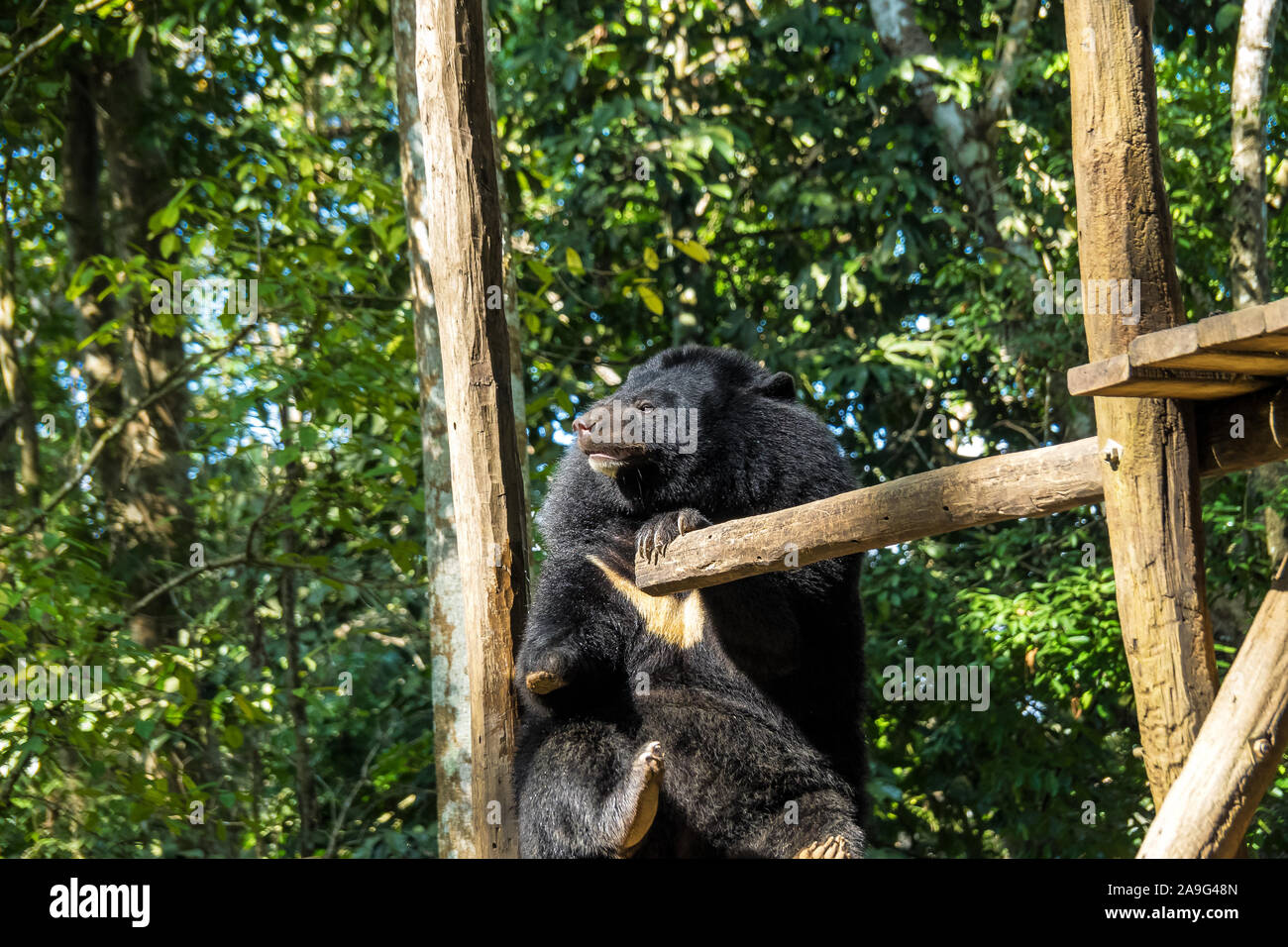 Tat kuang si bear hi-res stock photography and images - Alamy