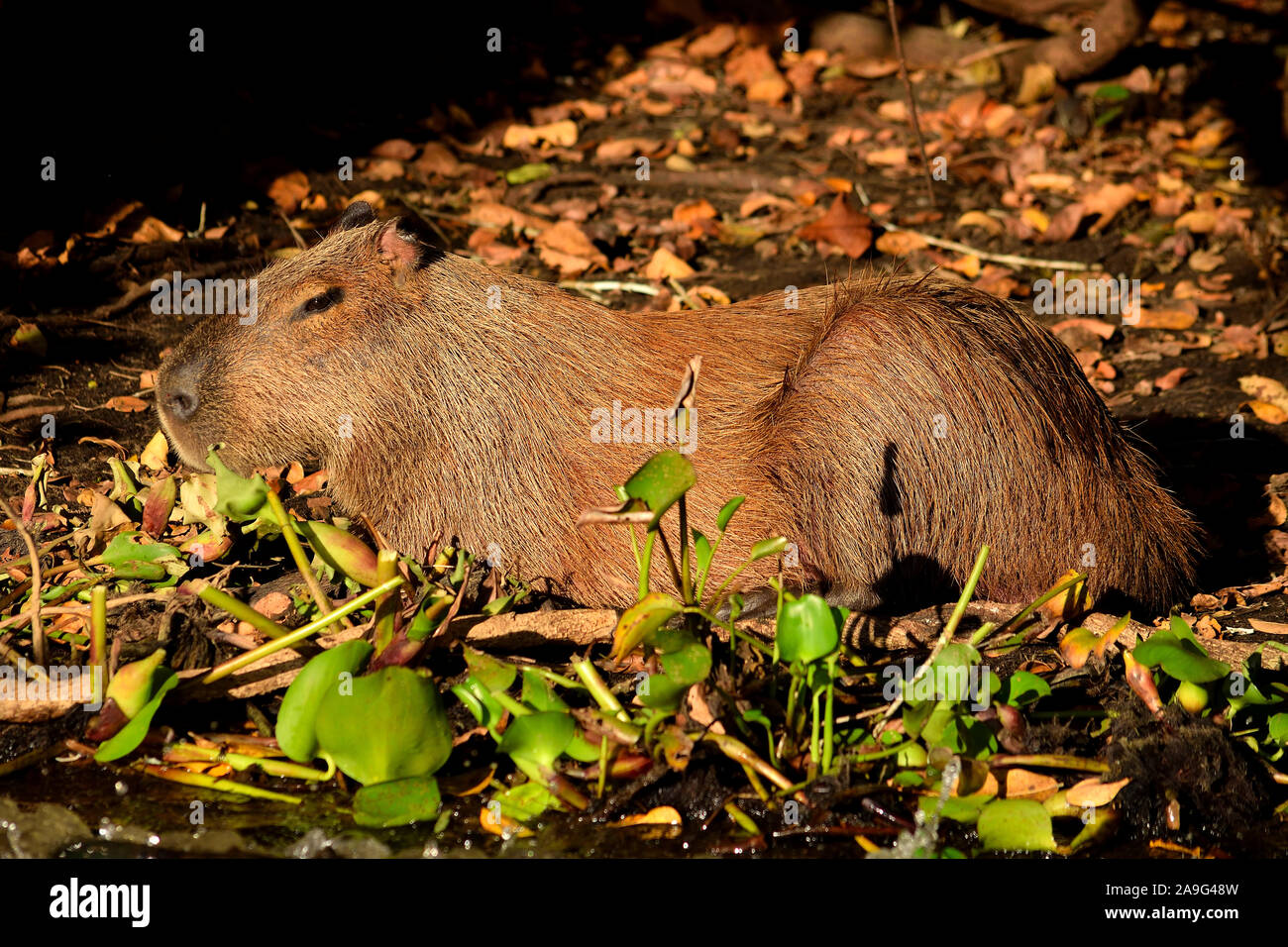 Wet capybara hi-res stock photography and images - Alamy