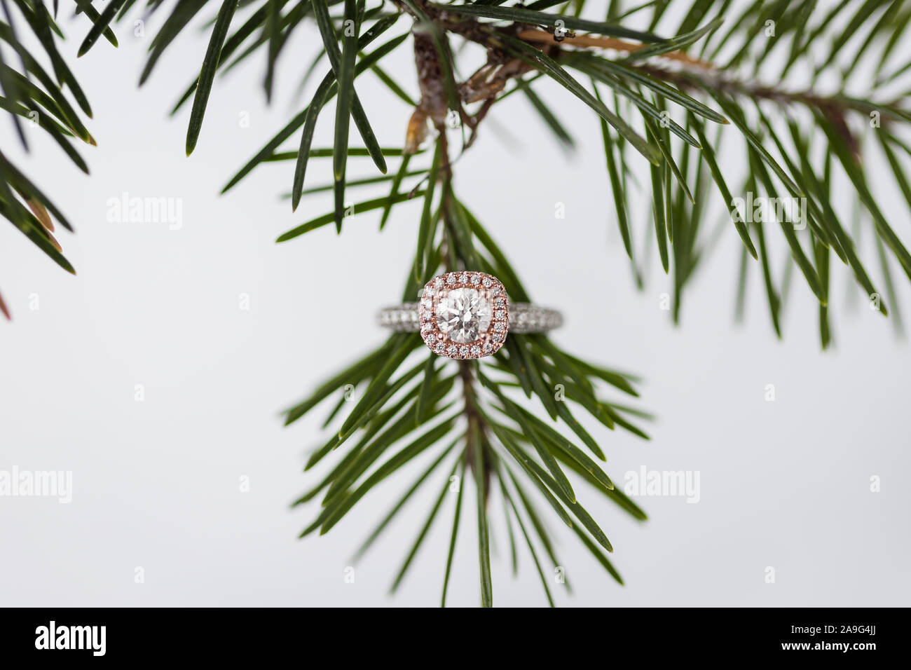 A platinum gold, diamond engagement ring on a pine tree branch Stock ...