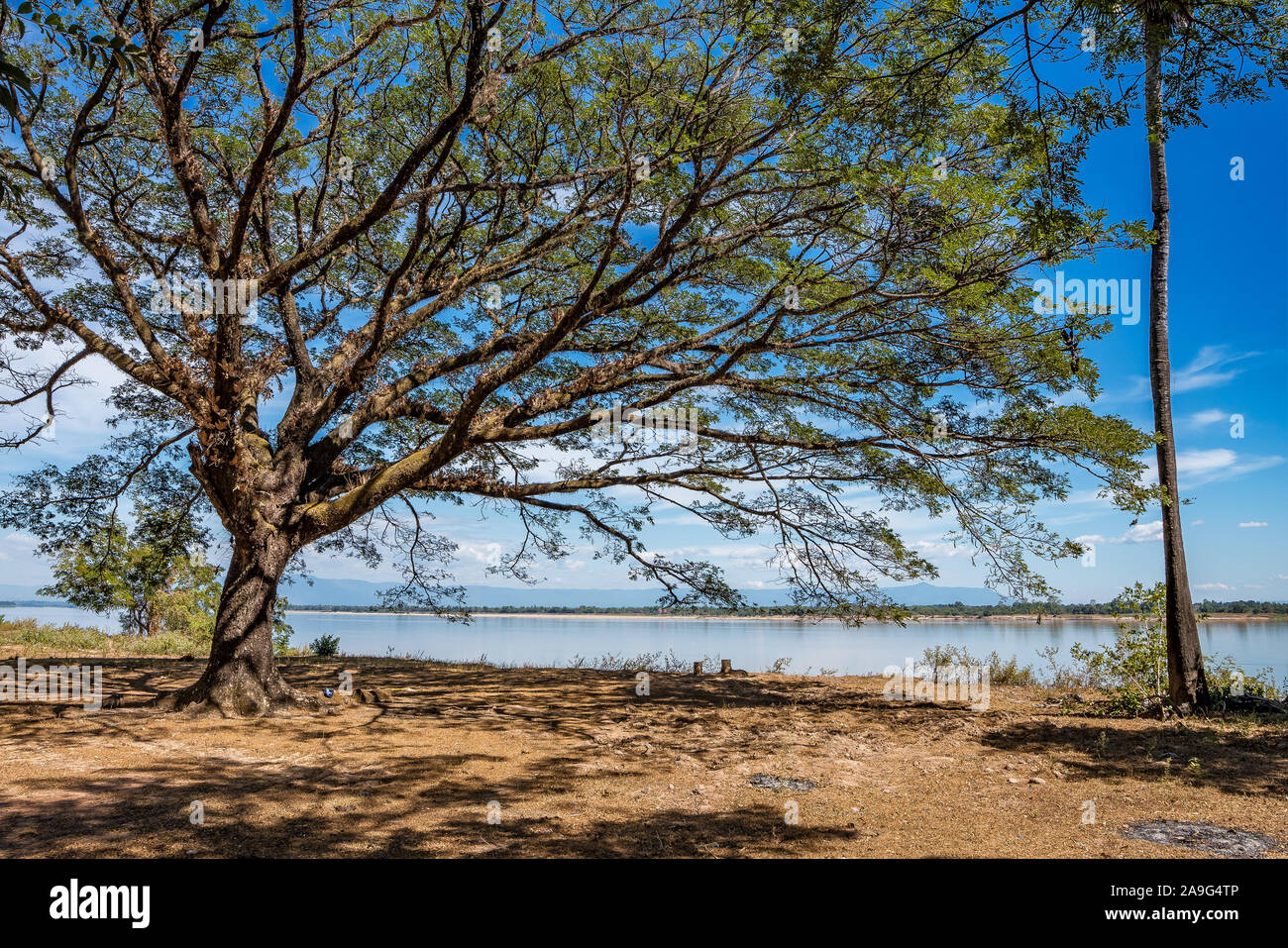 Big tree in a little village near Nakasong islands in Laos Stock Photo ...