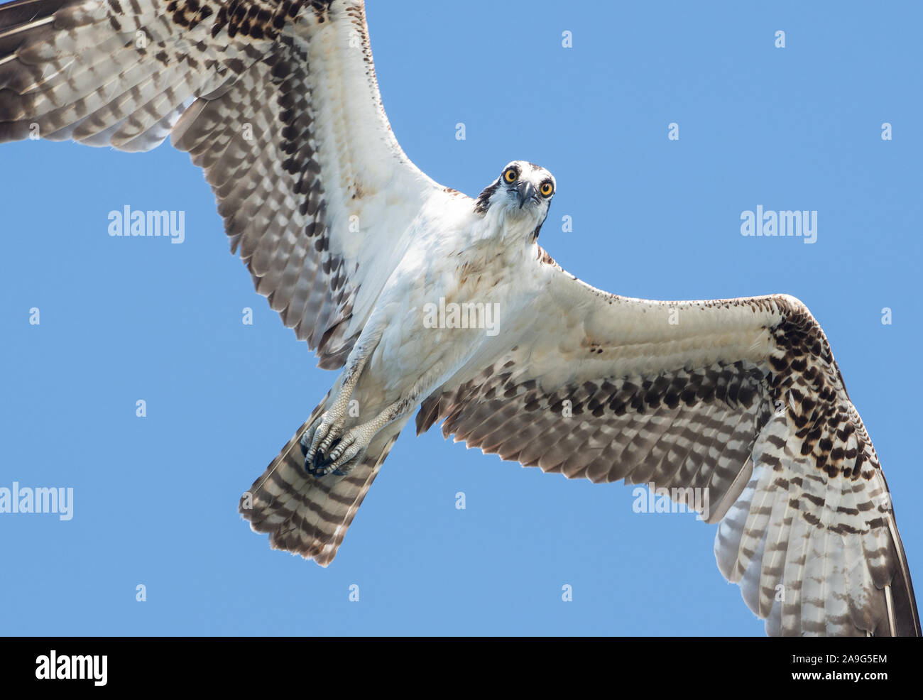 An Osprey in flight , against a blue background, taken in Florida, USA ...