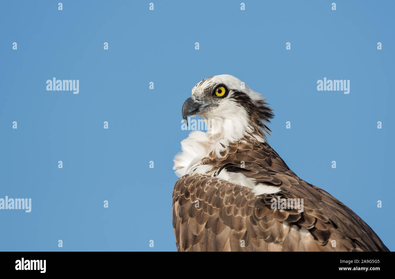 A Close Up Portrait Of An Osprey Pandion Haliaetus In Florida Usa