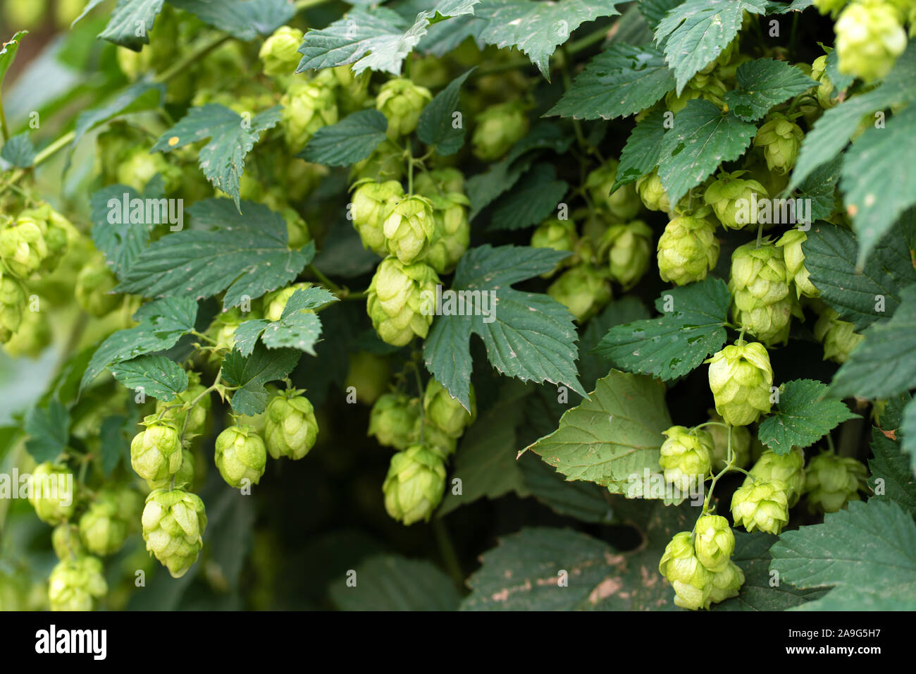 Hop Bush High Resolution Stock Photography and Images - Alamy