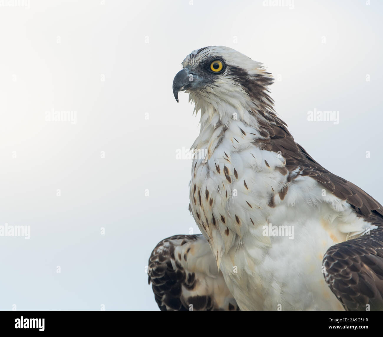 A Close Up Portrait Of An Osprey Pandion Haliaetus In Florida Usa
