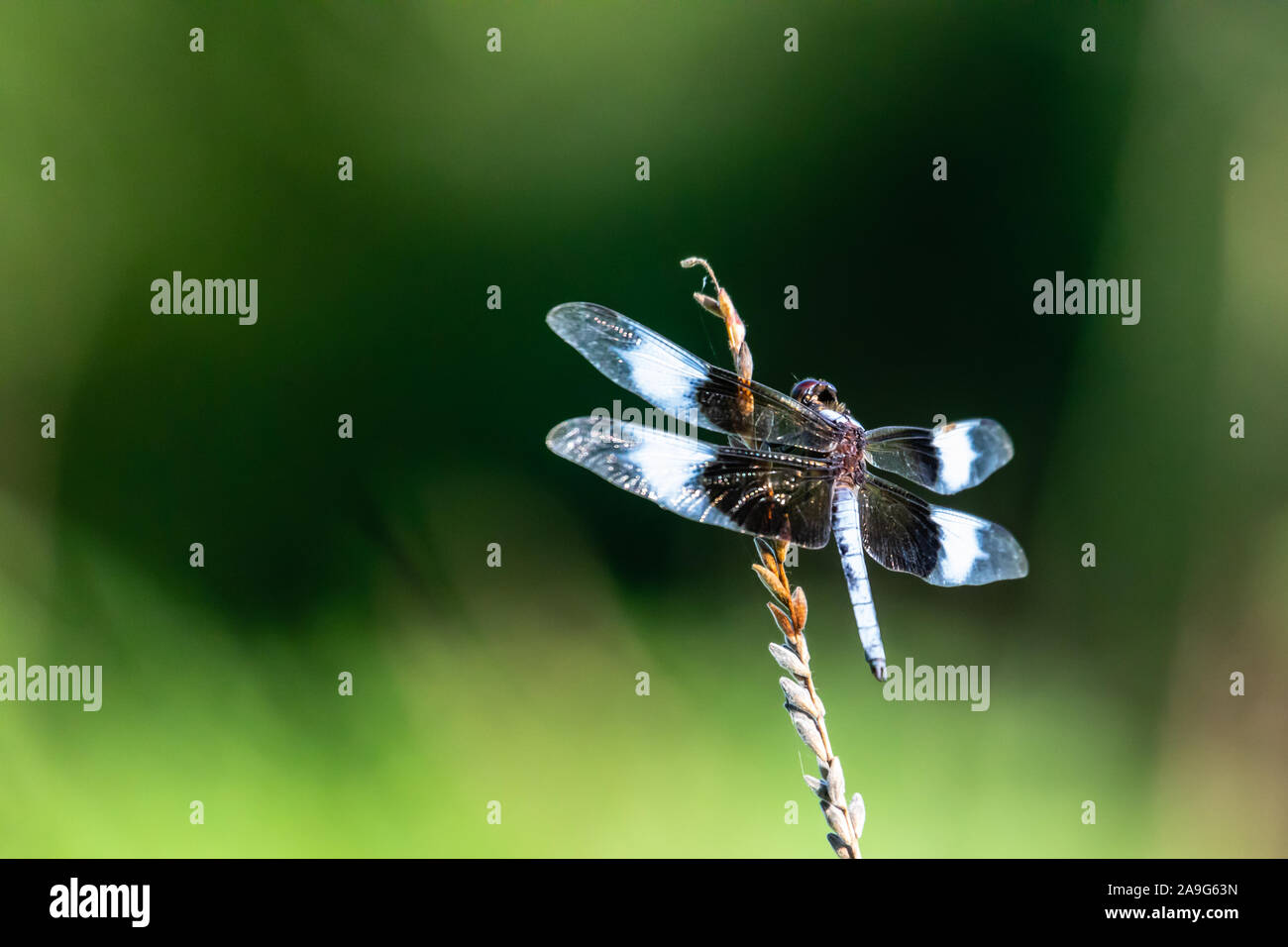 Dragonfly up close hi-res stock photography and images - Alamy