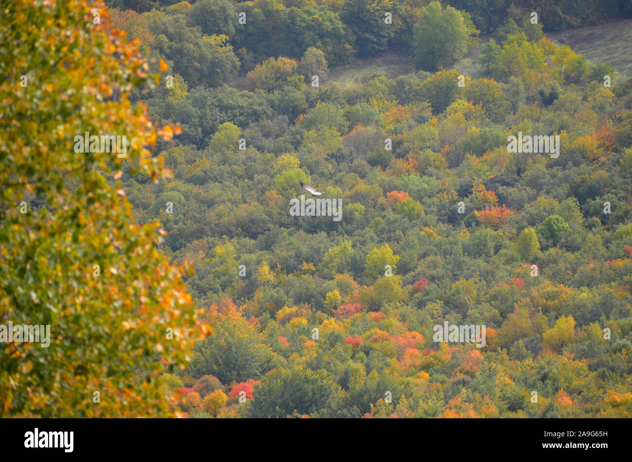 Submontane forests hi-res stock photography and images - Alamy