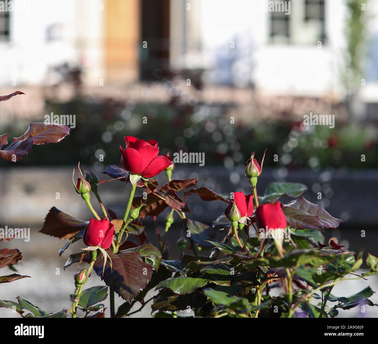 Roses in front of an old house Stock Photo - Alamy